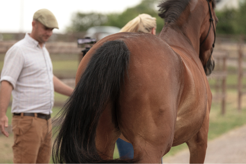 Joop Loomans: How to use objective gait analysis tech in equine veterinary practice – and charge ...