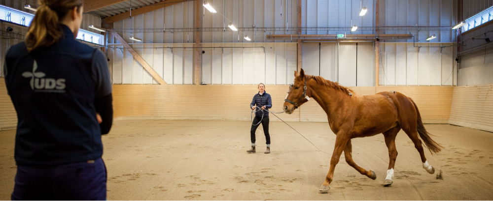 Sleip – Scientifically validated equine gait analysis app