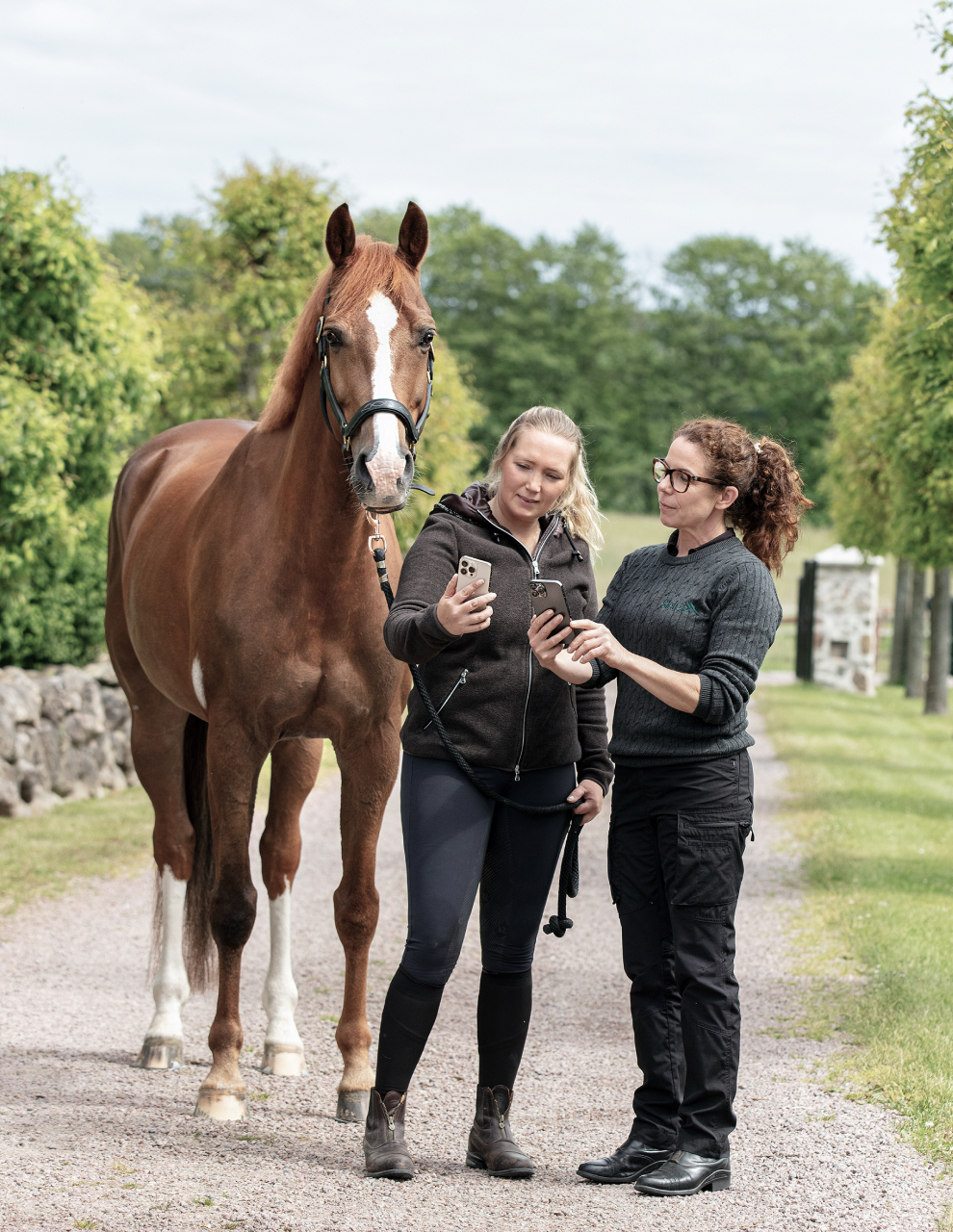 Webinars about objective gait analysis for equine veterinarians